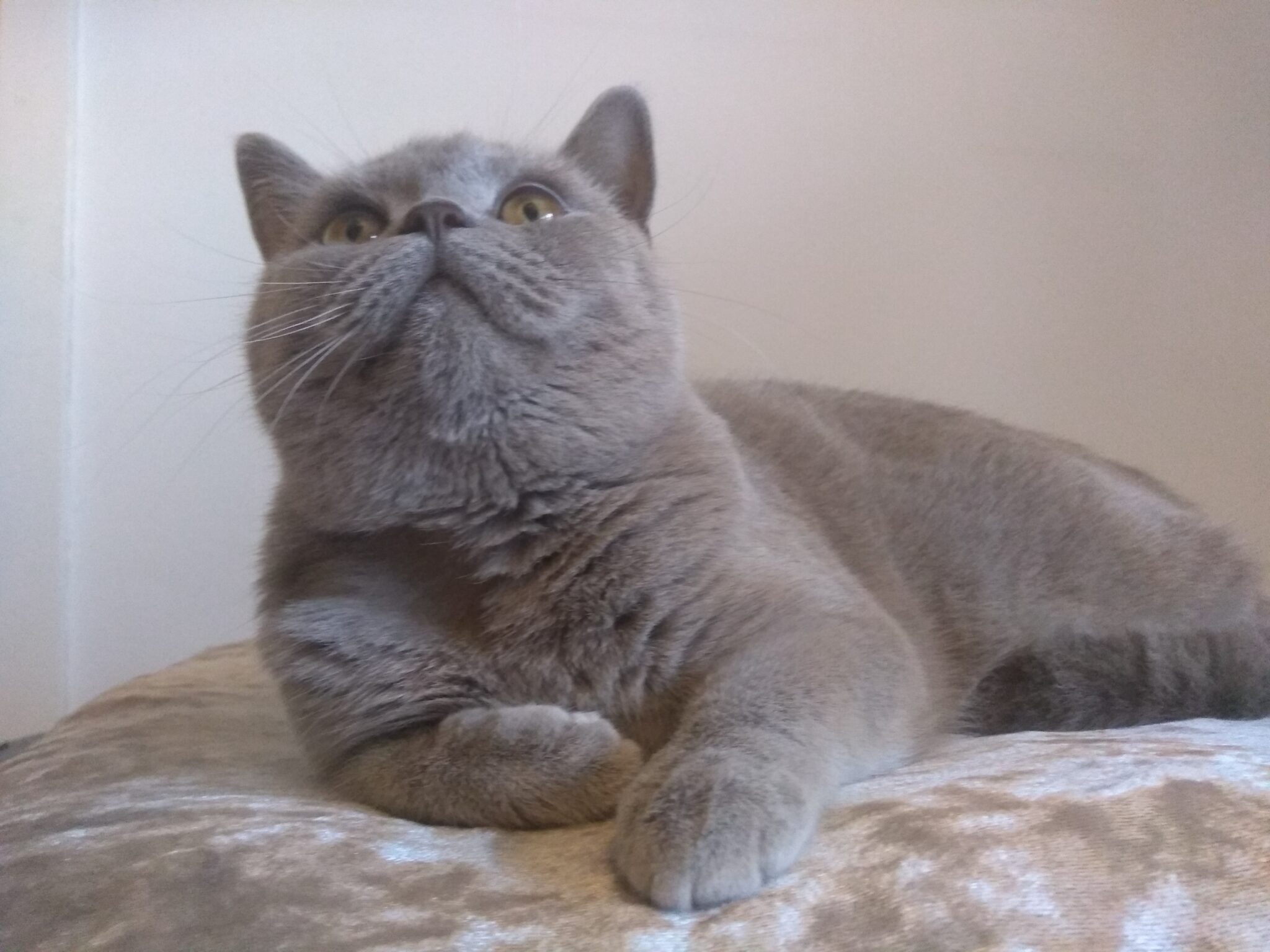 Registered Breeders List – The Garden of England Cat Club